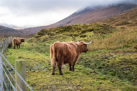 Two Of Highland Cattle A Scottish Cattle Breed Stock Image Image Of