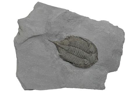 2 55 Dalmanites Trilobite Fossil New York 219911 For Sale