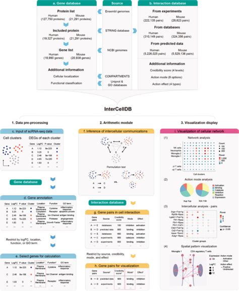 intercelldb a user‐defined database for inferring intercellular