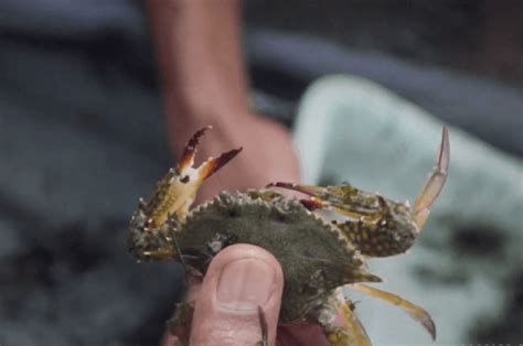 Cara Budidaya Rajungan Di Tambak Yang Tepat Menguntungkan