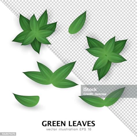 사실적인 녹색 세트는 투명한 배경에 격리된 다양한 모양을 남깁니다 0명에 대한 스톡 벡터 아트 및 기타 이미지 0명 3차원 형태 가을 Istock