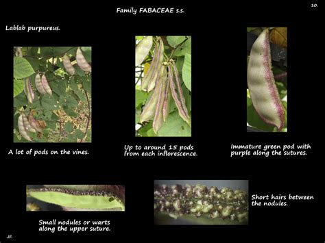 Lablab Purpureus Botany Brisbane
