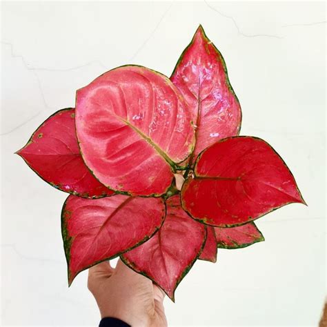 Jual Aglaonema Red Anjamani Bunga Hiasan Bunga Hidup Tanaman Bibit Bunga Bunga