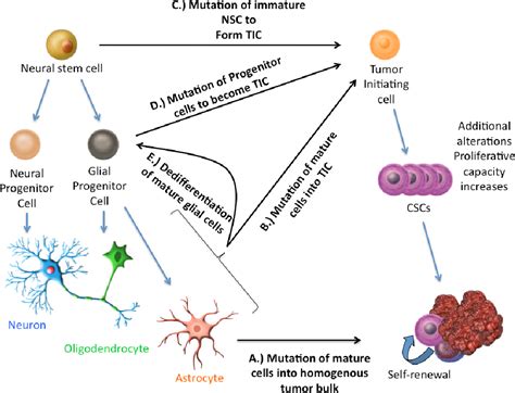 Figure 3 From Glioblastoma Cancer Stem Like Cells Implications For