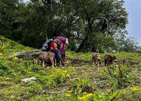 Dhorpatan Hunting Reserve Nepals Only Hunting Reserve Asian Heritage