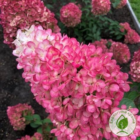 Гортензия Строберри Блоссом (Hydrangea Paniculata Strawberry Blossom ...
