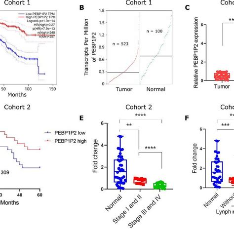 Clinical Characteristics Of 40 Patients With Ccrcc Download