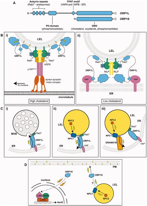 Cellular Functions Of Orp1 A Structure Of Orp1l And Orp1s B The Download Scientific Diagram