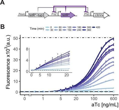 Time Dependent Dose Response Of The Wtc846citrine Strain A