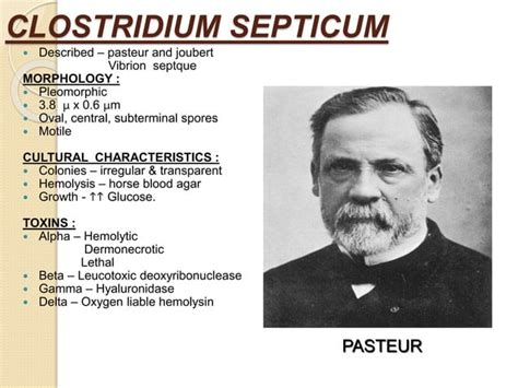Clostridium Pptx