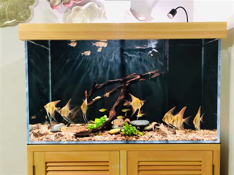 雷龙鱼南美缸造景 雷龙鱼缸造景图片 南美缸枯叶用什么叶子 第7页 大山谷图库