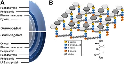 Peptidoglycan Structure Bacterial Cell Wall