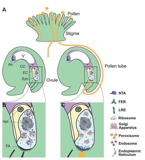 Subcellular Dynamics In Synergids During Pollen Tube Reception A Download Scientific Diagram