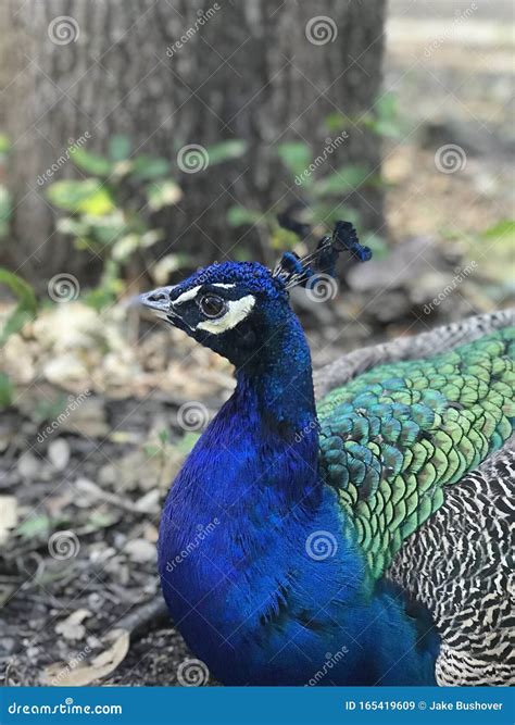 Close Up Peacock With Beautiful Tail Spread At Background Royalty Free