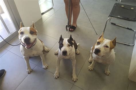 Perros potencialmente peligrosos cuestión de raza o de educación