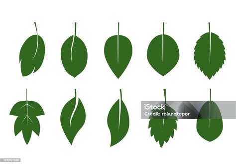 Ilustración De Conjunto De Hojas Verdes Varias Patrón Vectorial