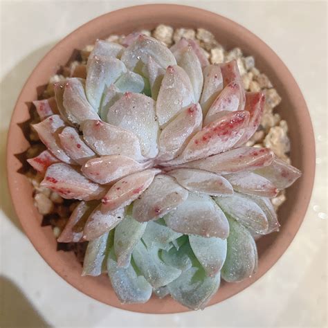 精品多肉合集一橙梦露，冰玉，麦秆，冰魄纯爱，香槟小贵货19包邮虎窝淘