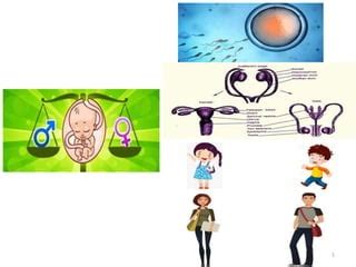 Sexual Growth & Development | PPT