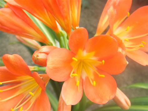 個別 フリーフォト 花 オレンジ の写真画像動画 花の写真 HP素材のおすそわけ画像庫 hide