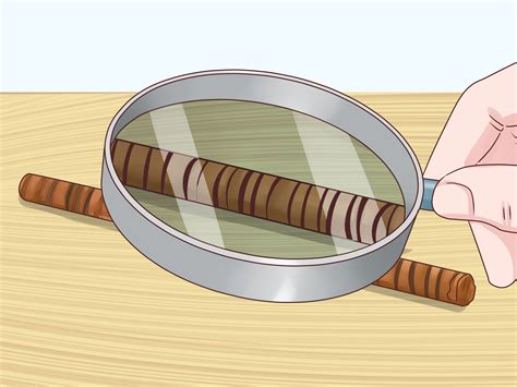 4 Ways To Determine The Age Of A Tree Wikihow