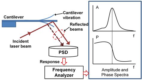 Schematic Of Optical Detection System For Measuring Microcantilever Download Scientific Diagram