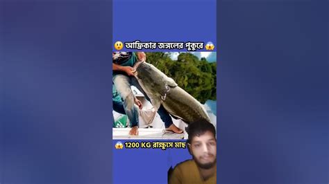আফ্রিকার পুকুরে ১৩ কেজি ওজনের মাছ ধরলো।😲💯 Shortsviral Shorts Fishing
