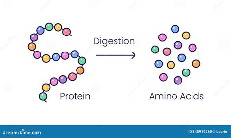 Vector Illustration Of Protein Digestion Protease Enzyme Effect On Protein Molecule Stock