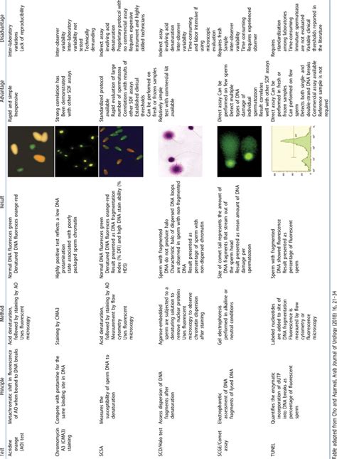 Different Techniques To Measure Sperm DNA Fragmentation Download Scientific Diagram