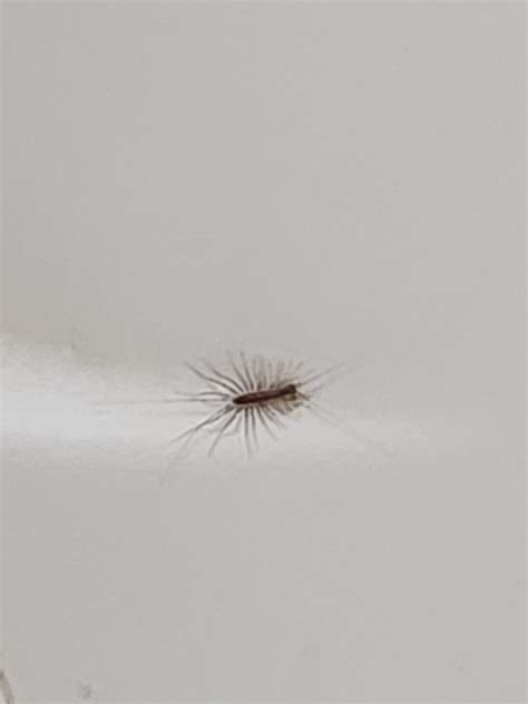 Wtf Is This Bug Rbugidentification