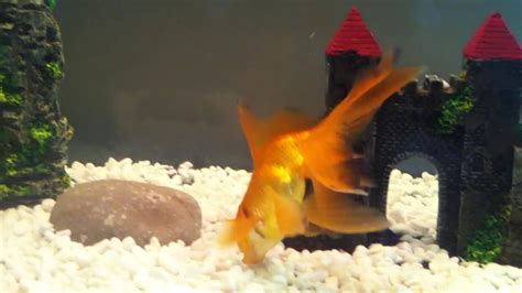 Update Of My Planted 75 Gallon Fancy Goldfish Tank