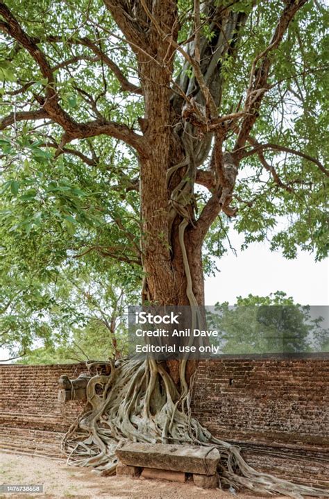 Two Trees Entwined Huge Tree Intertwined Trees Inosculation Sri Lanka