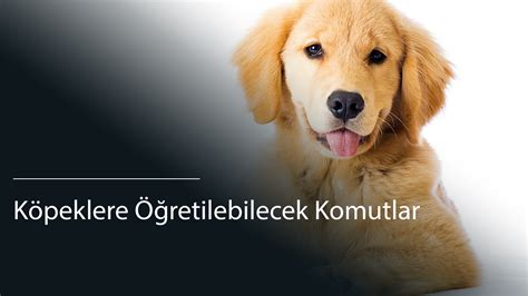 Köpeklere Öğretilebilecek Komutlar Eskişehir Melodim Veteriner Kliniği
