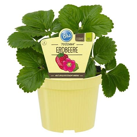 Blu Bio Erdbeere Bio Gourmet Toscana Fragaria X Ananassa Erntezeit