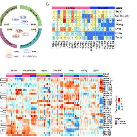 Dynamic Expression Of Palmitoylation Regulators During Organ Download Scientific Diagram