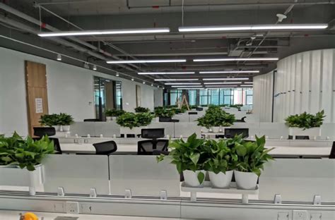 办公室风水植物怎么选 办公室植物摆放与风水的关系 轩鼎房屋图纸
