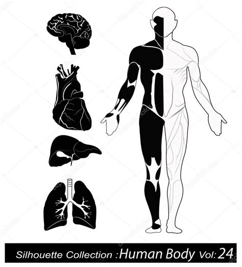 Vector Illustration Human Body — Stock Vector © Catavic 18115191
