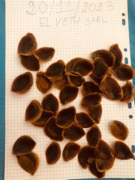 Buy Operculum From Elveth Sarl Mauritania