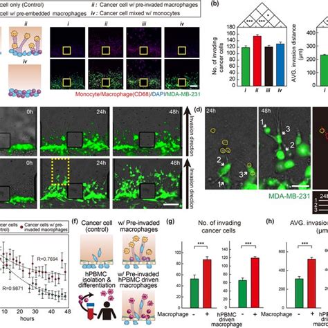 Cancer Cell Invasiveness Within The Ecm Matrix Is Sustained By