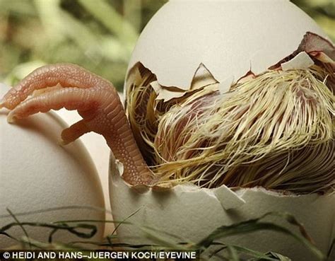 Video Ngentot Memek Saat Kelahiran Hewan Hewan Lucu Foto