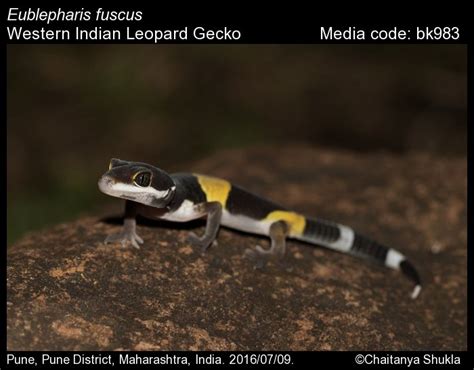 Eublepharis Fuscus Börner 1974 Western Indian Leopard Gecko Reptiles