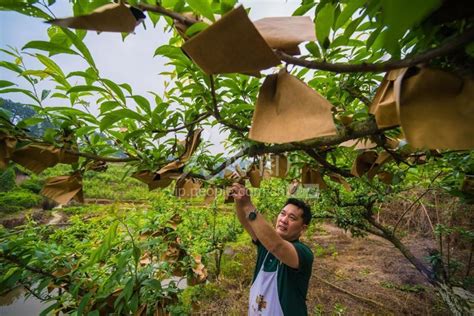 重庆綦江：返乡创业 带富乡邻 人民图片网