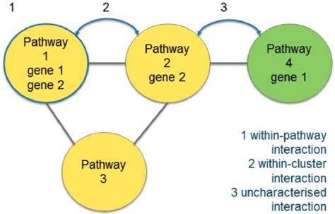 Genetic Interactions Gis Within Pathways And Pathway Clusters Gis