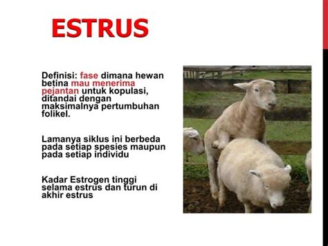 Siklus Reproduksi Ppt