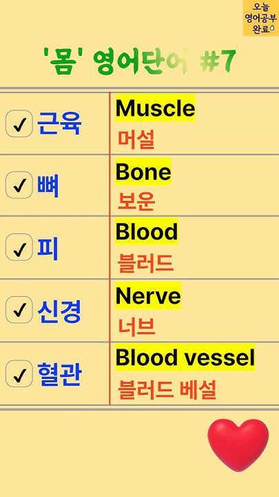 나의 몸 영어단어로 알아두세요 매일 5개 한눈에 저절로 암기 Youtube