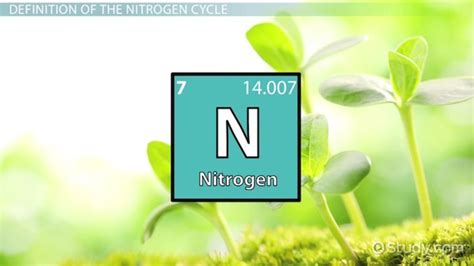 Nitrogen Cycle Overview Steps Facts Video Lesson Transcript Study Com