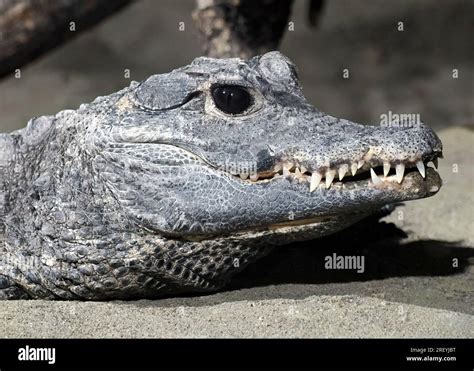 Dwarf Crocodile African Dwarf Crocodile Broad Snouted Crocodile