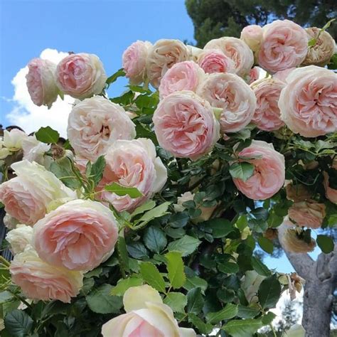 Pierre De Ronsard Eden Rose ® Climbing Rose Garden Rose Bush