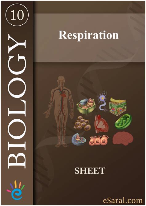 SOLUTION Respiration Sheet Studypool