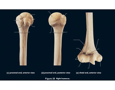 Humerus Proximal Distal Anterior And Posterior Quiz