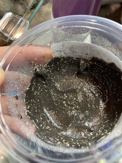 Bought Springtail Culture At Reptile Show What Is The Gray Black Soft Goo Substrate And Should